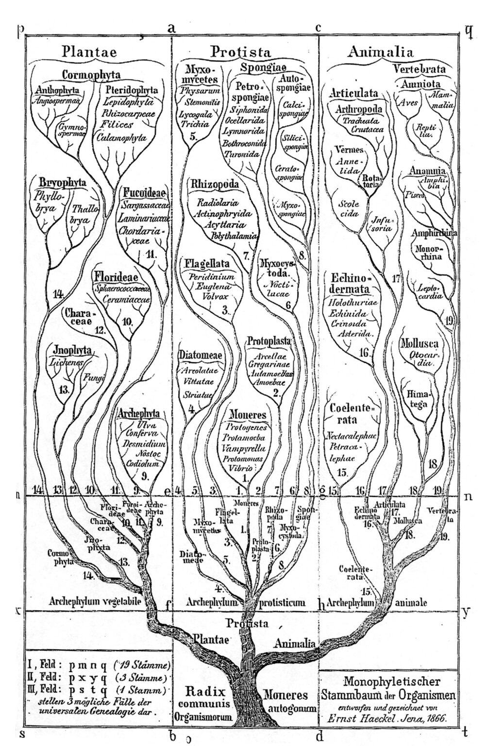 30. Trees – Poikilia